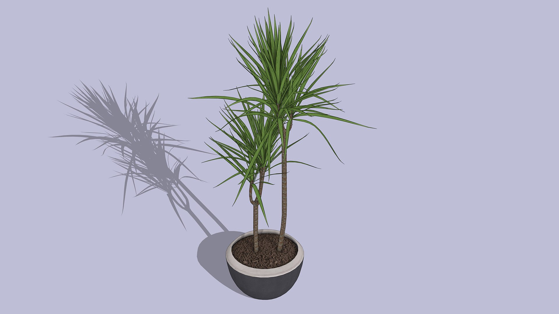 Dracaena 8 3D Model - TurboSquid 2501333