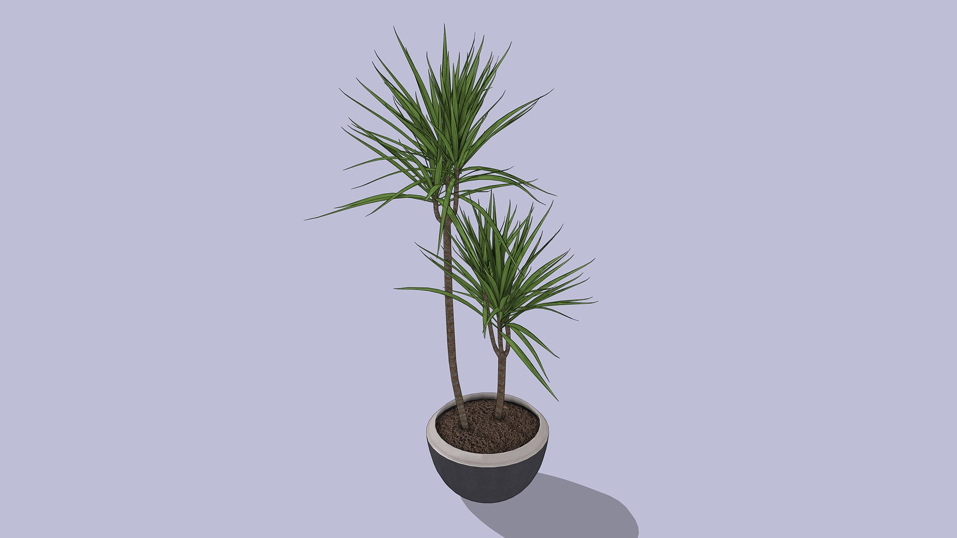 Dracaena 8 3D Model - TurboSquid 2501333
