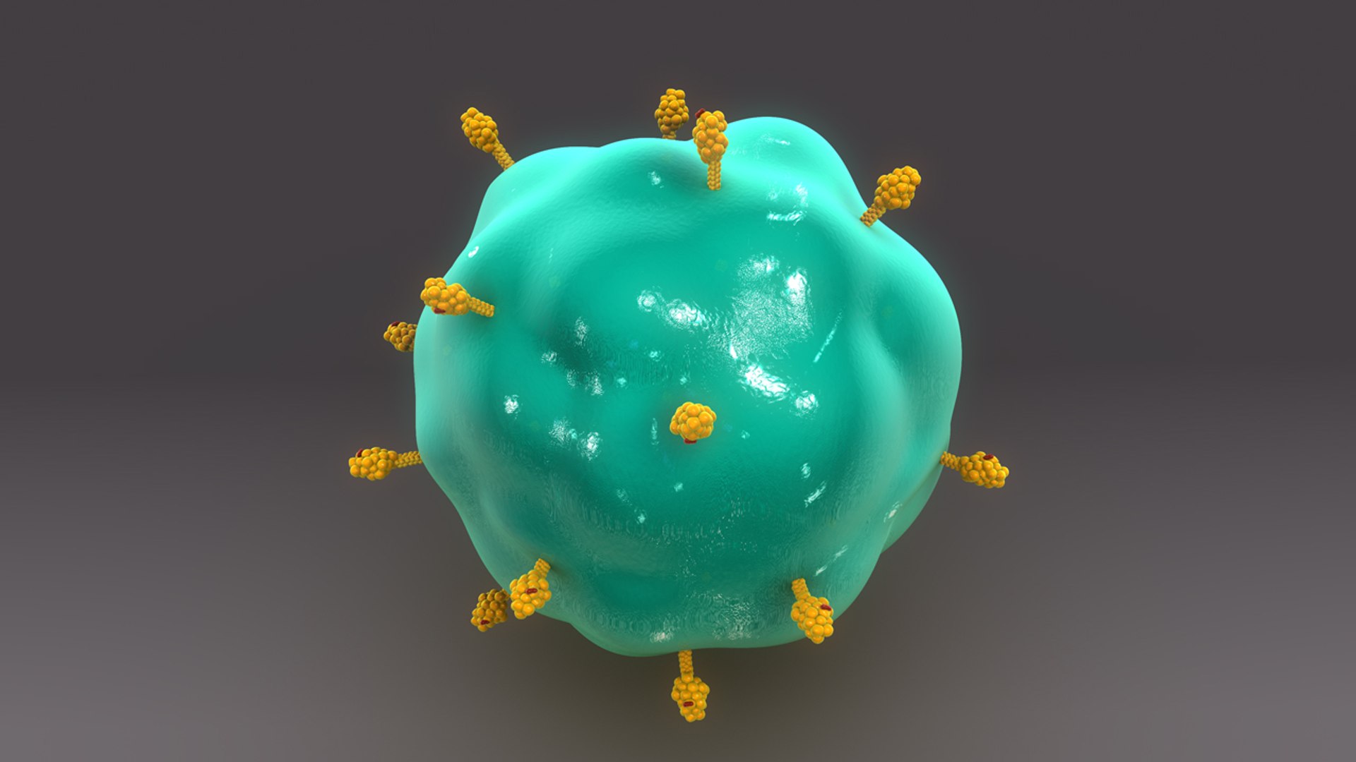 3d Cell Presenting Antigen Model