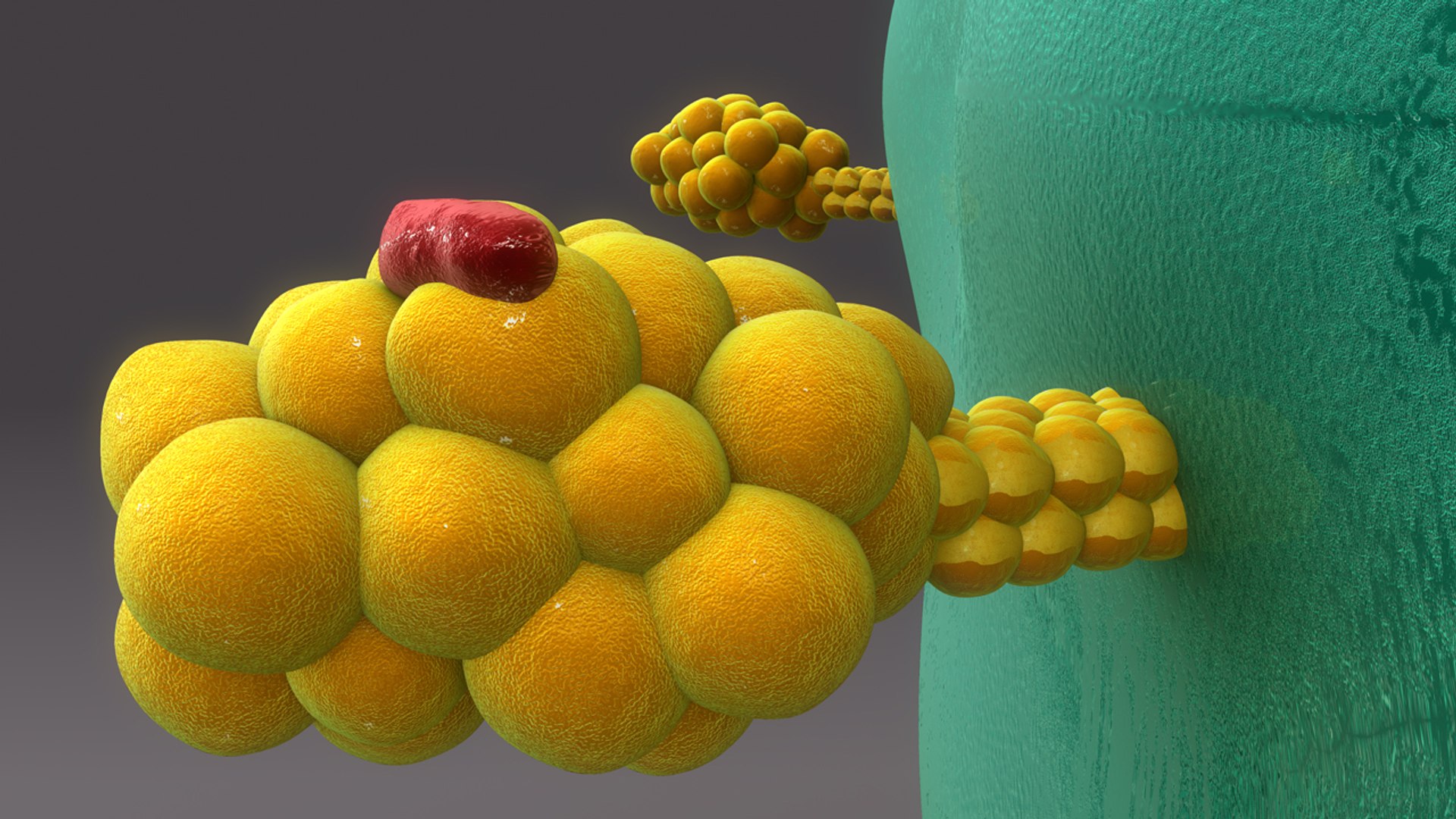 3d Cell Presenting Antigen Model