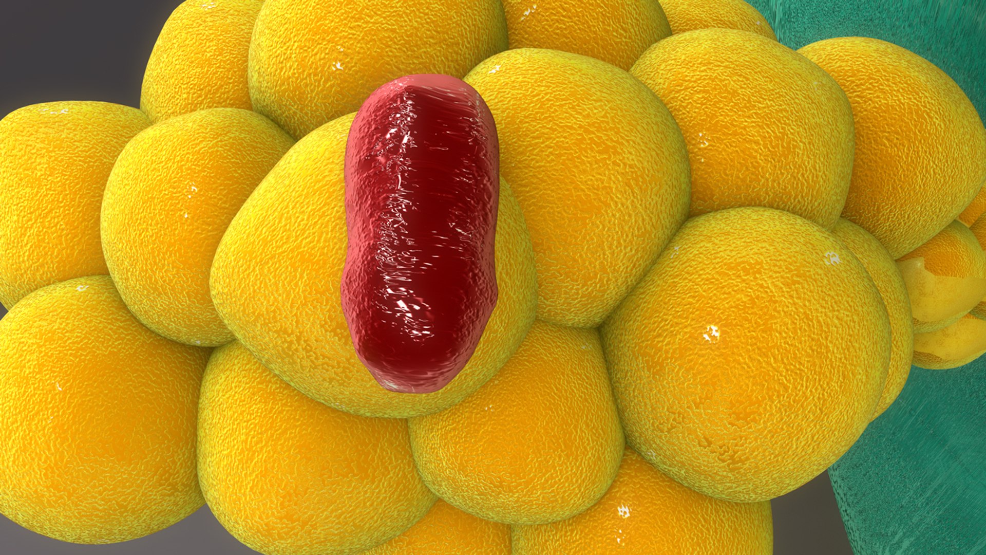 3d Cell Presenting Antigen Model