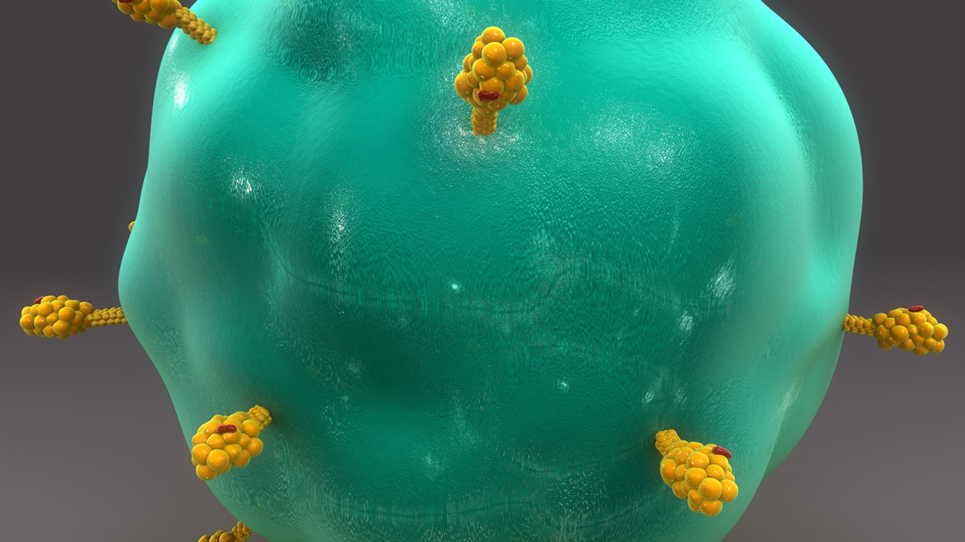 3d Cell Presenting Antigen Model