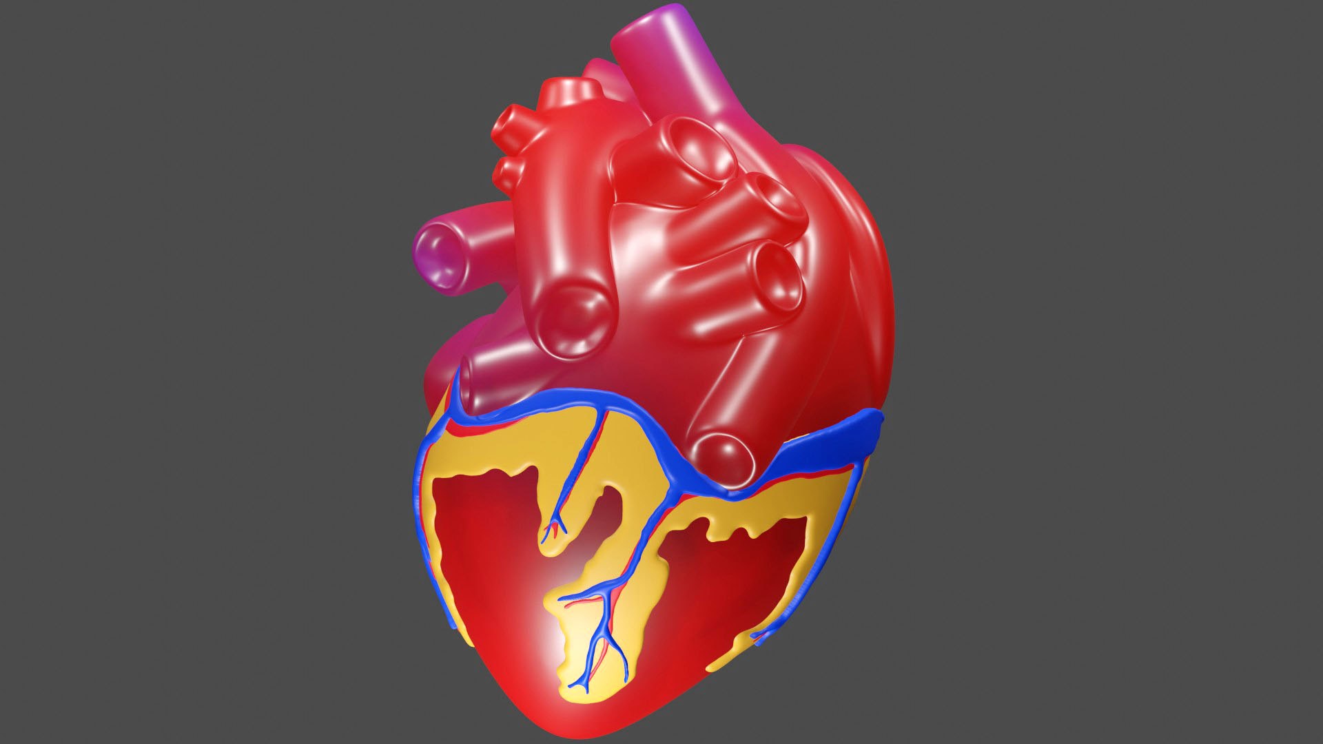 Anatomical Heart Model Model - TurboSquid 1763398
