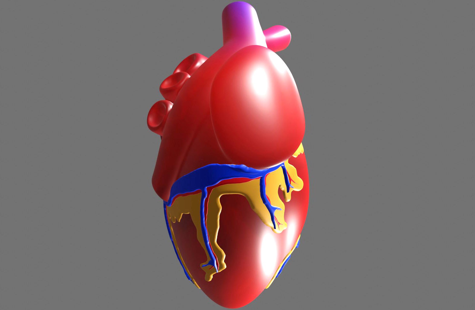 Anatomical Heart Model Model - TurboSquid 1763398