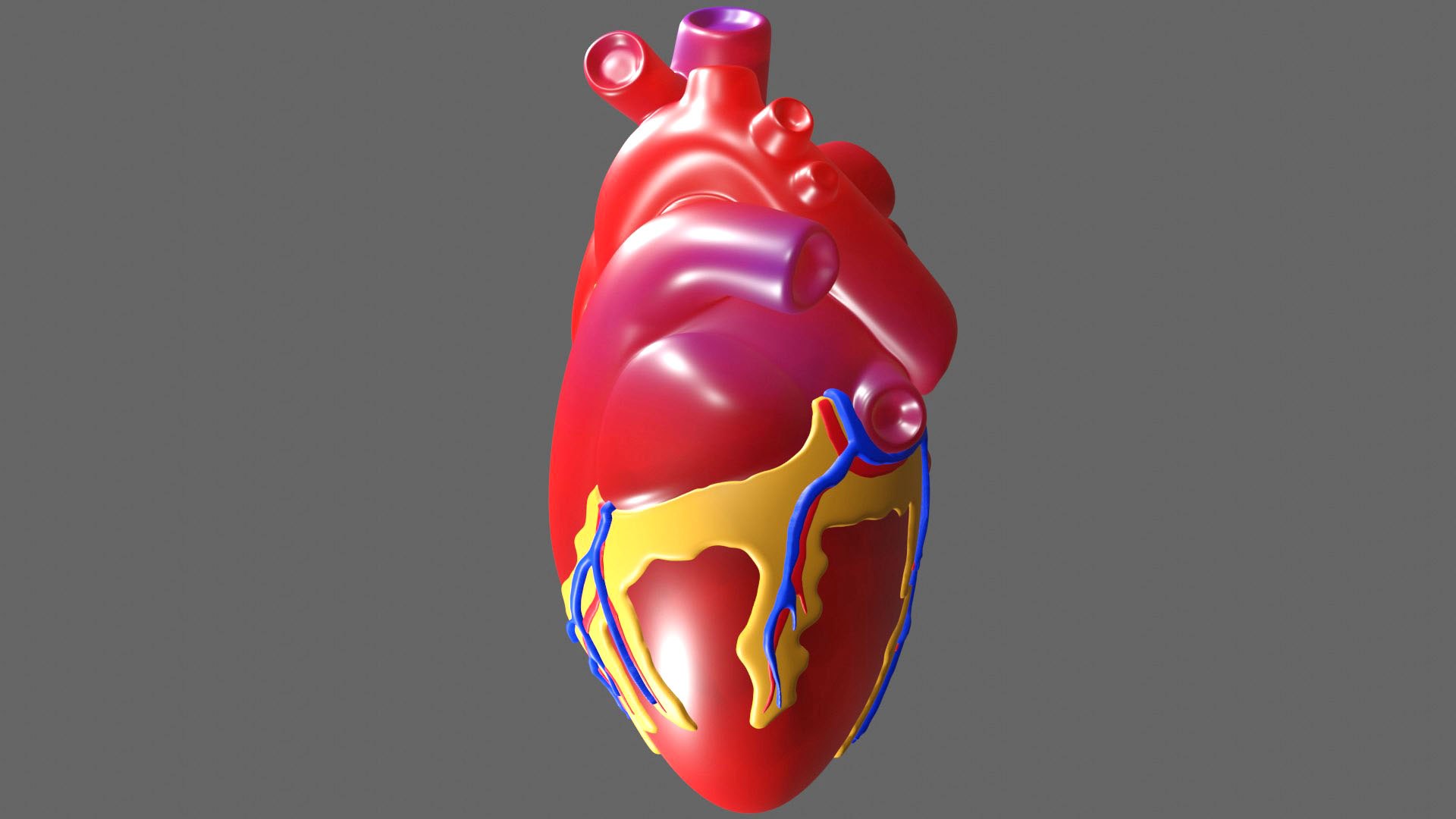 Anatomical Heart Model Model - TurboSquid 1763398