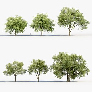 elm tree 3d model