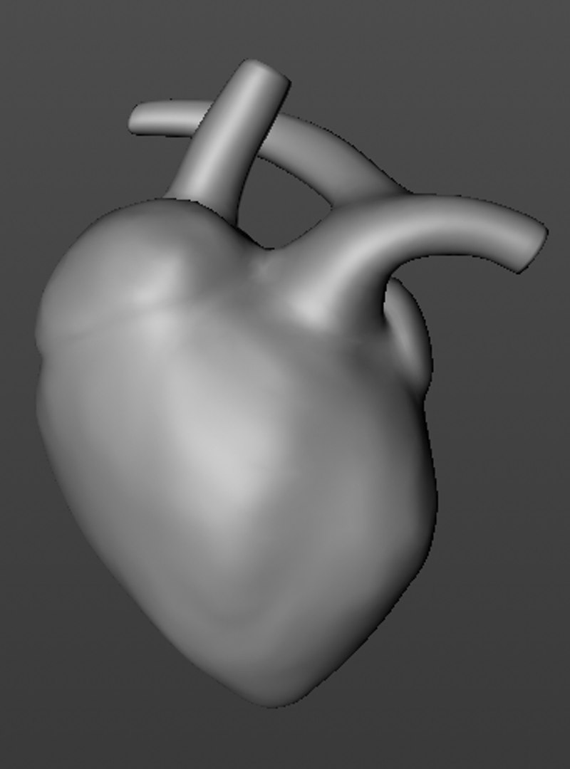 3D Model Anatomical Heart - TurboSquid 1565644