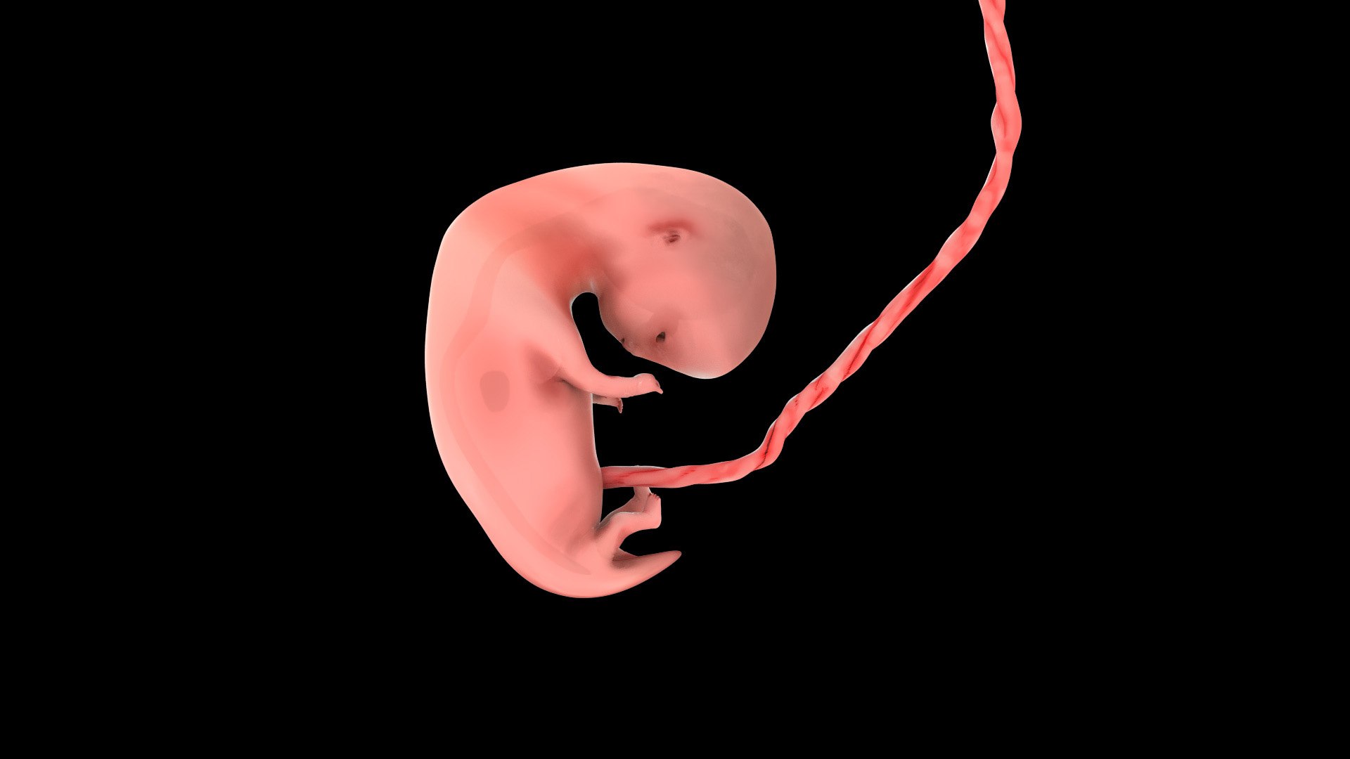7 Weeks Human Fetus Model - TurboSquid 2036590