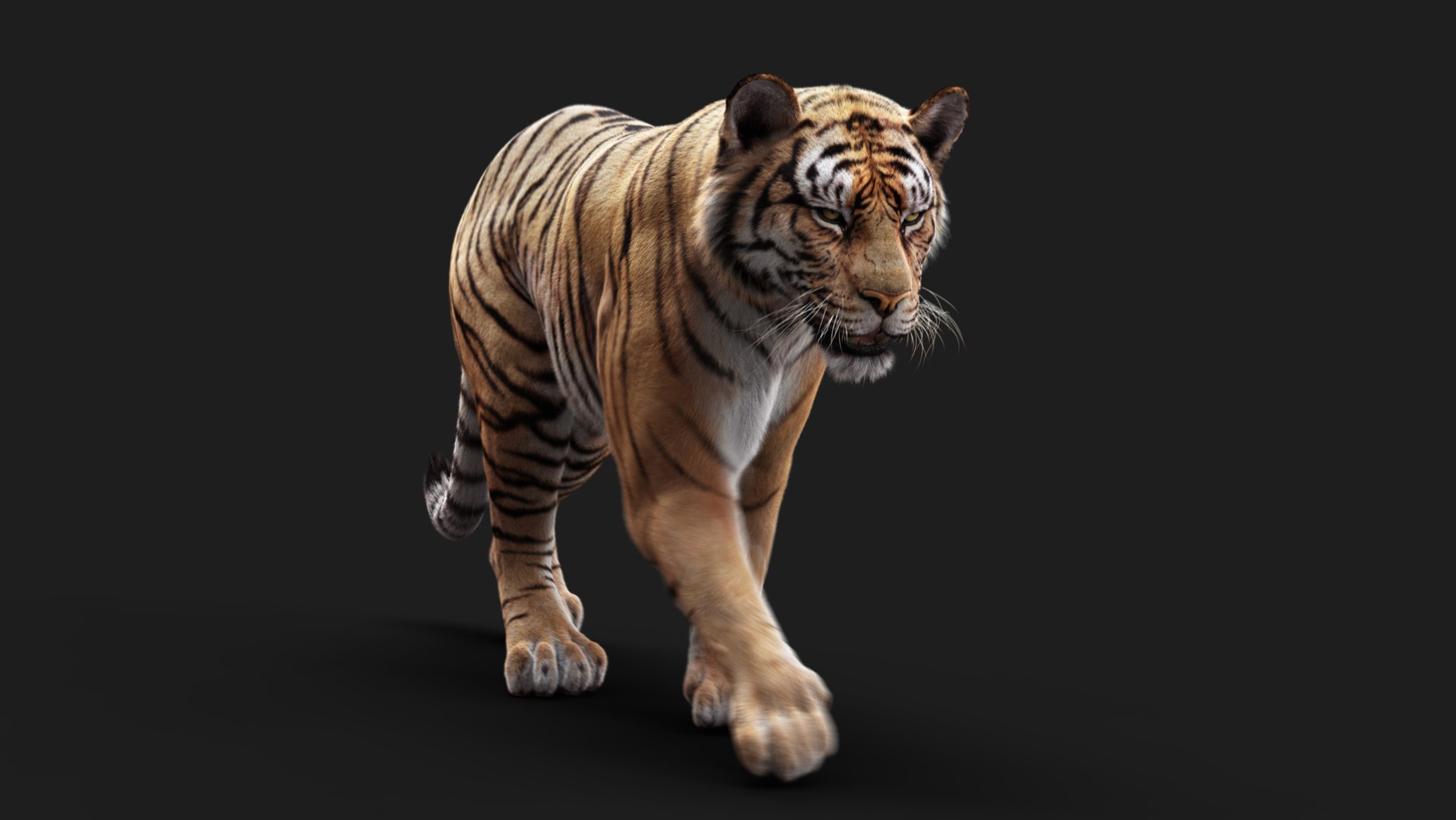 Bengal Tiger ANIMATED Yeti 3D Model - TurboSquid 2124743