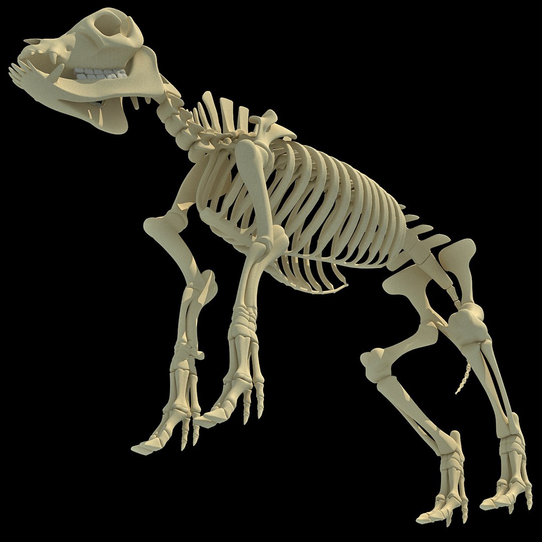 3d Model Pig Skeleton
