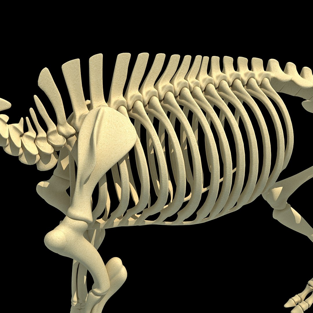 3d Model Pig Skeleton