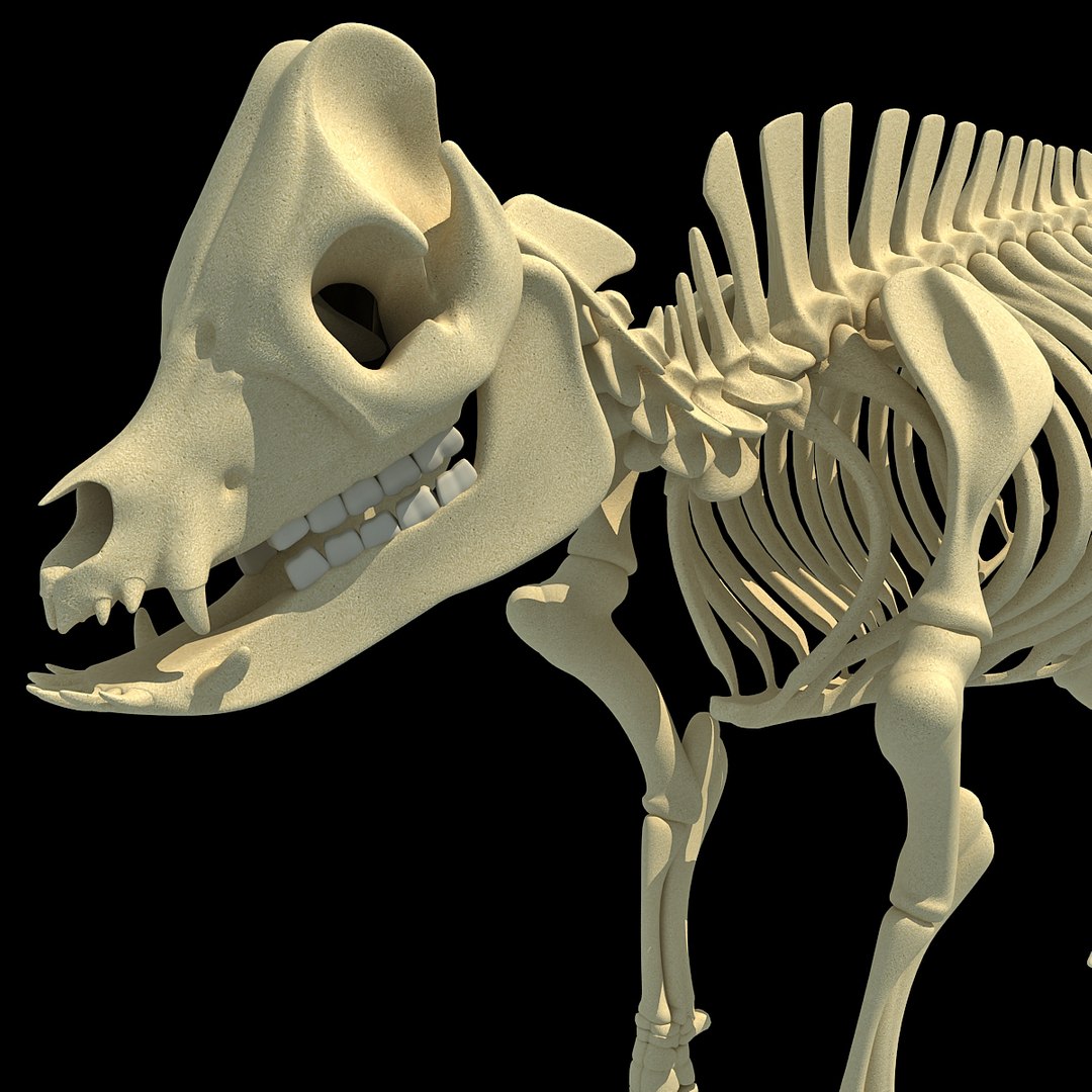 3d Model Pig Skeleton