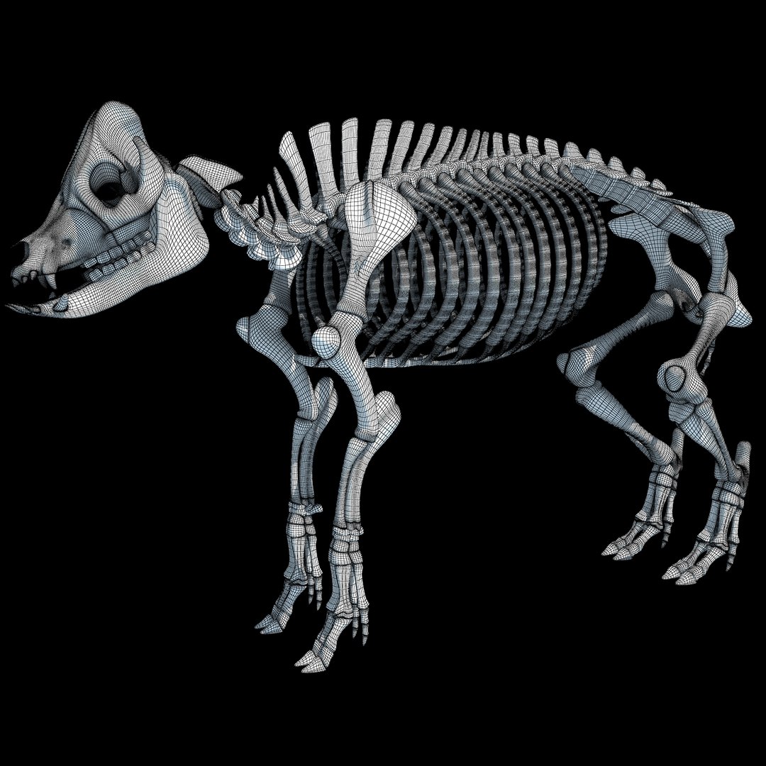 3d Model Pig Skeleton