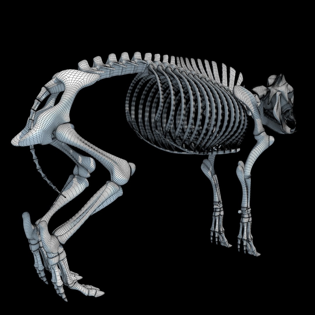 3d model pig skeleton