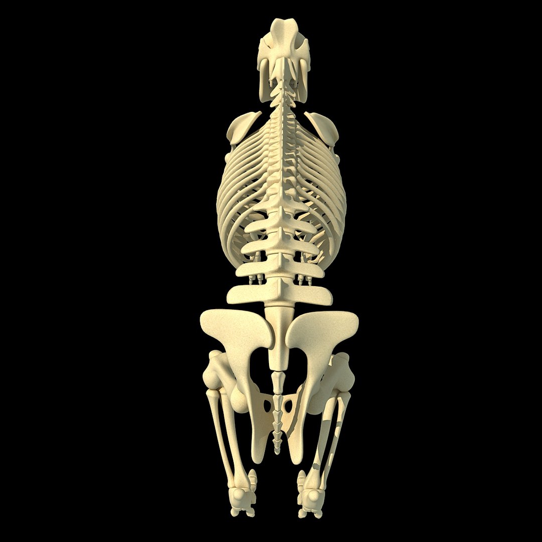 3d Model Pig Skeleton