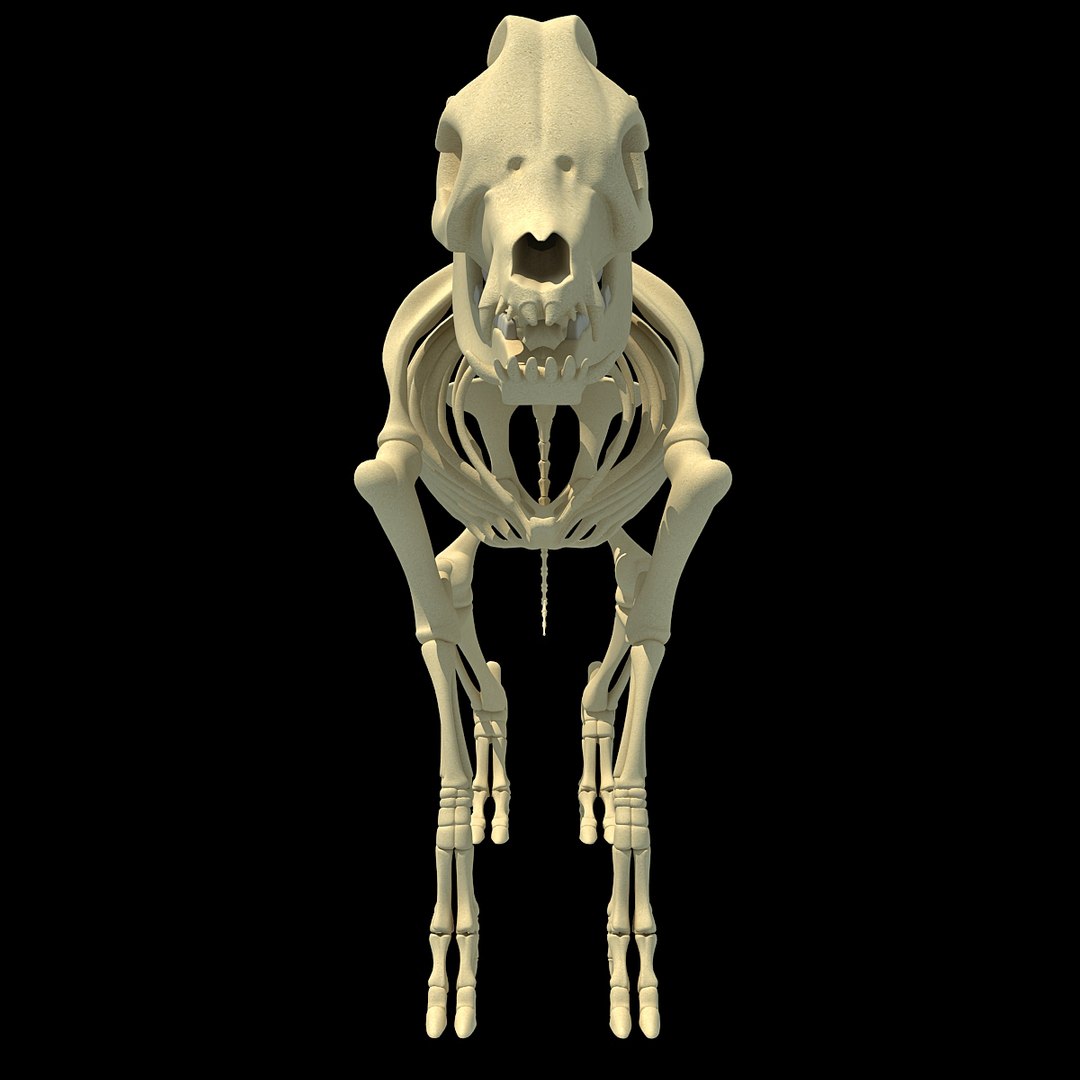 3d Model Pig Skeleton