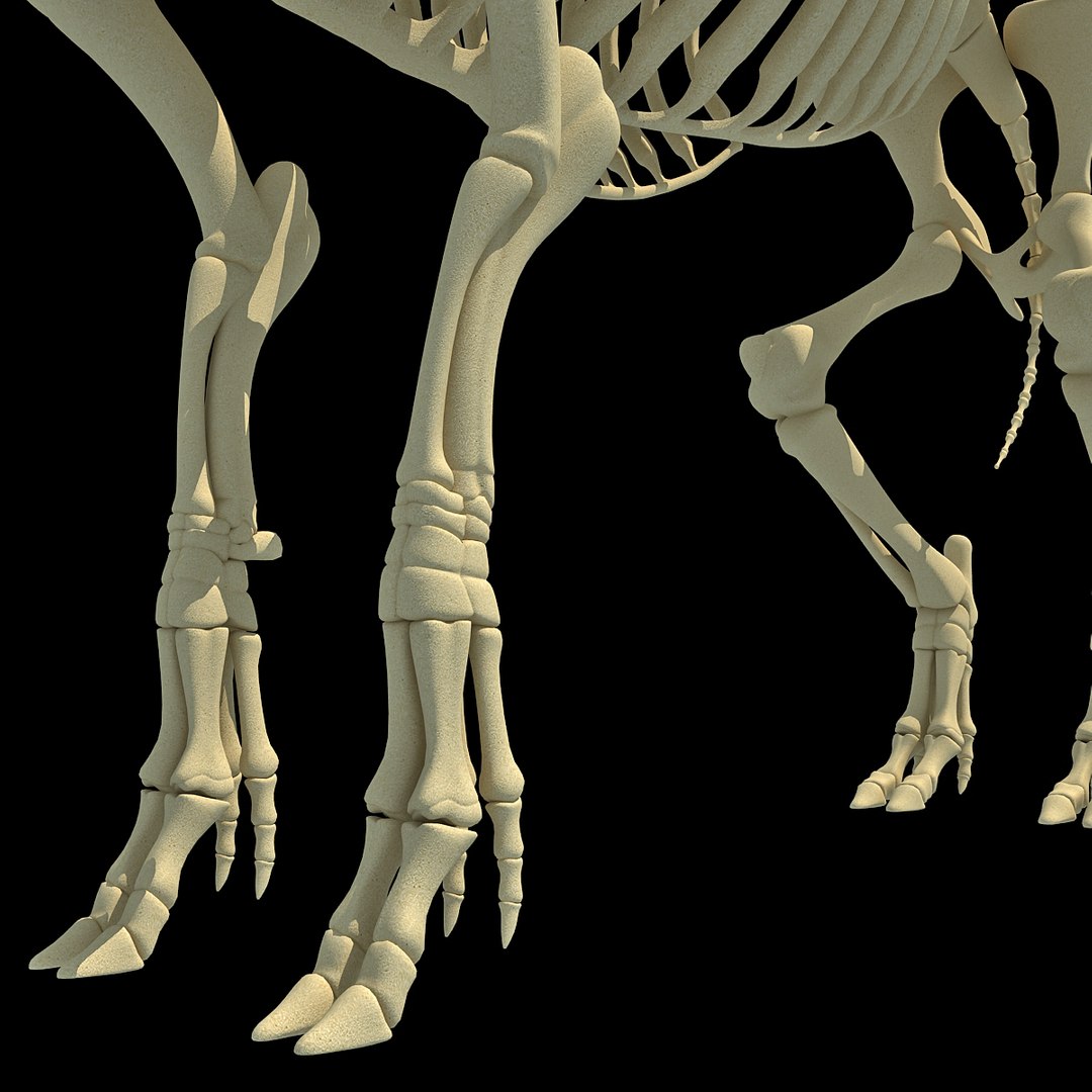 3d Model Pig Skeleton