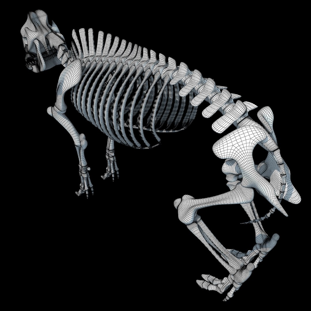 3d Model Pig Skeleton