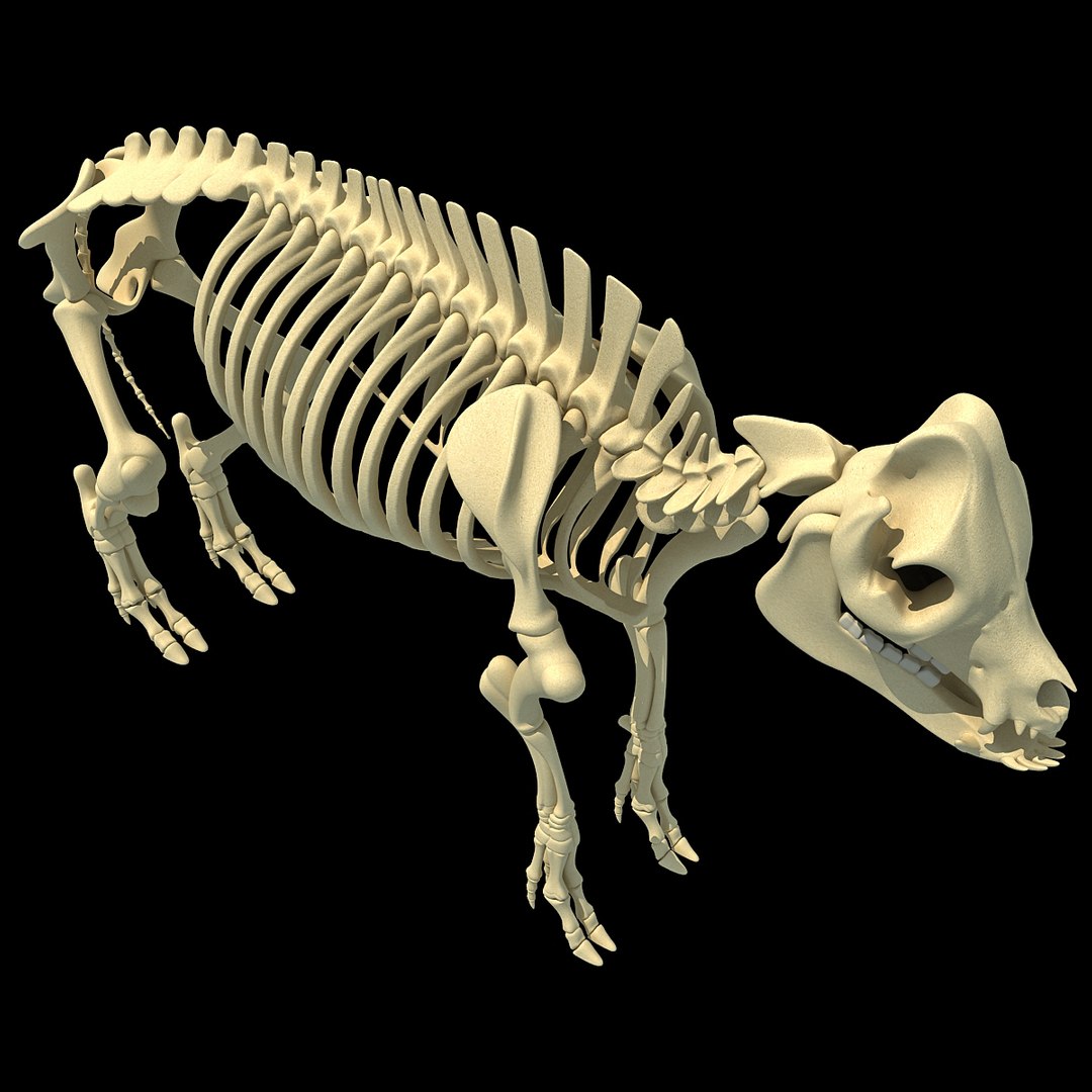 3d Model Pig Skeleton