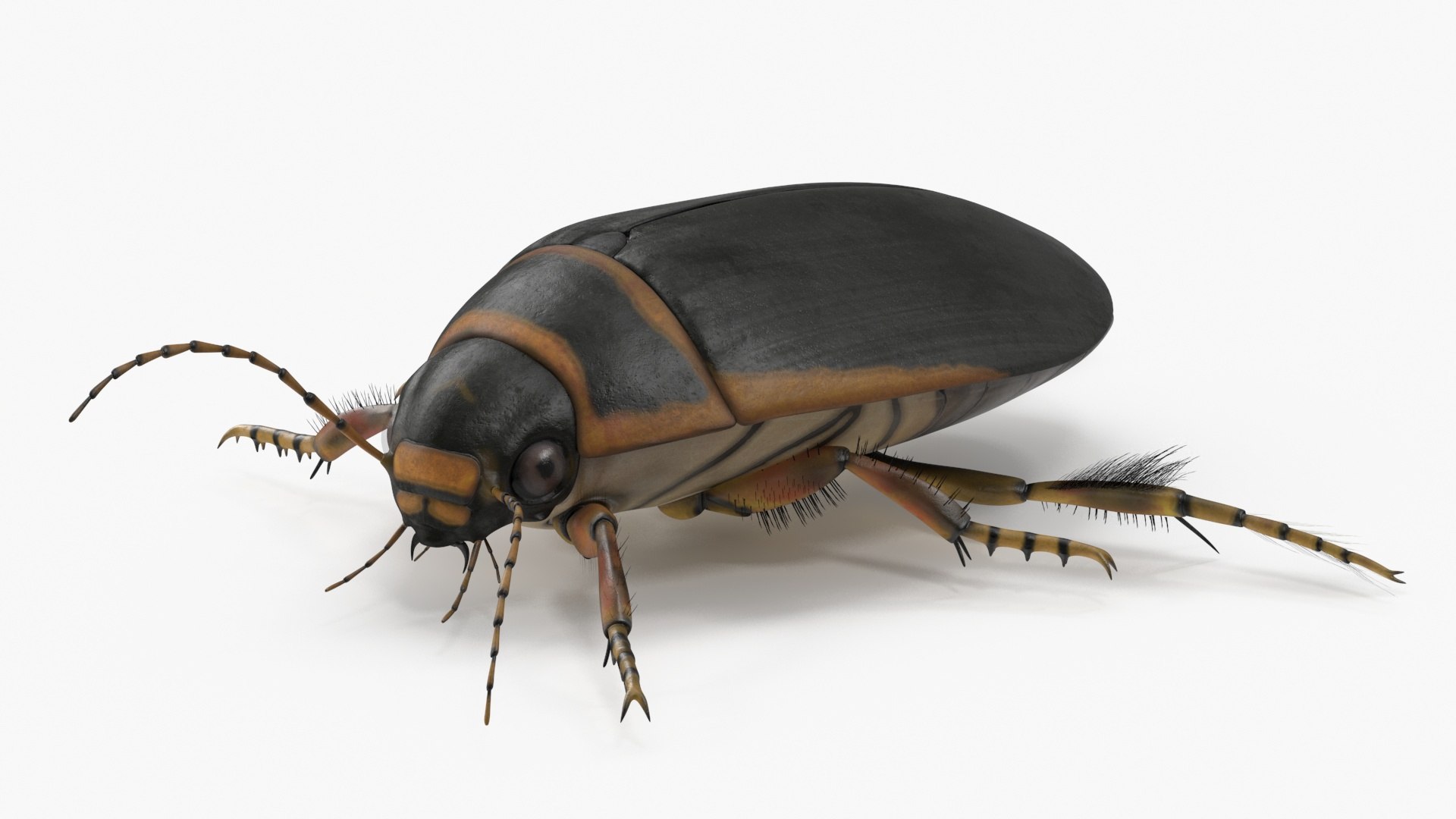 Insect Water Beetle Brown Realistic Rigged 3D Model - TurboSquid 2250302