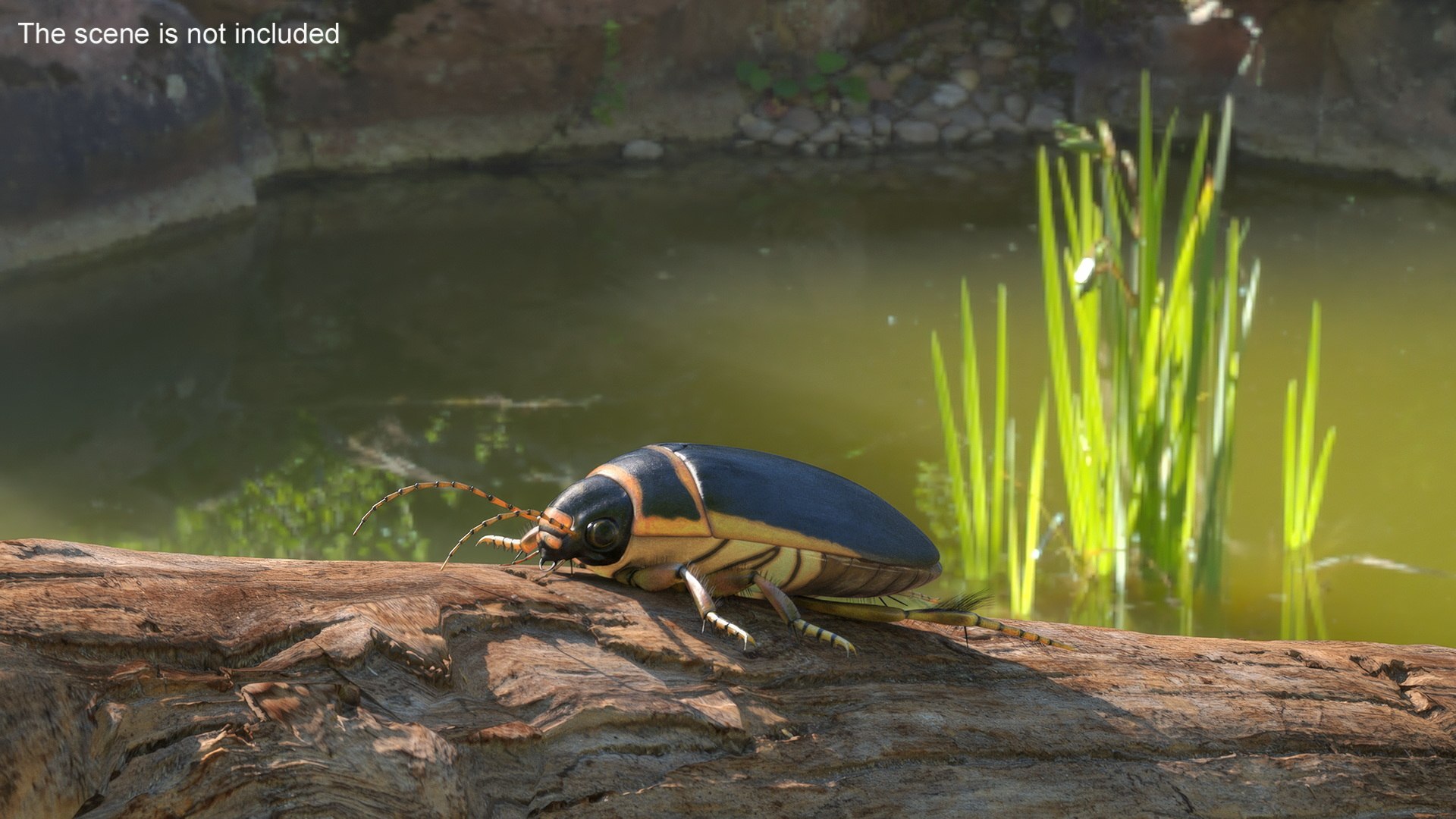 Insect Water Beetle Brown Realistic Rigged 3D Model - TurboSquid 2250302