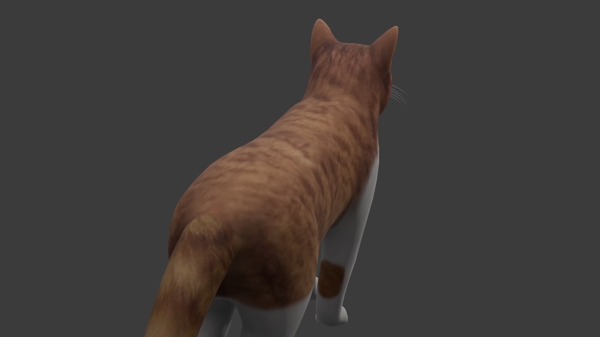 3D Cat Model - TurboSquid 2340448