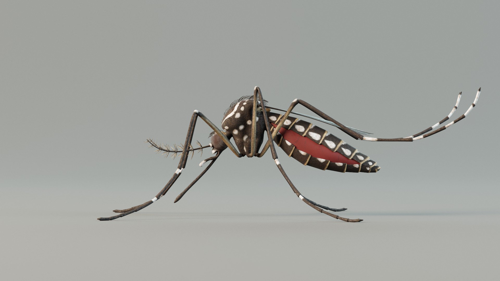 3D Mosquito - Aedes Aegypti - TurboSquid 2325912