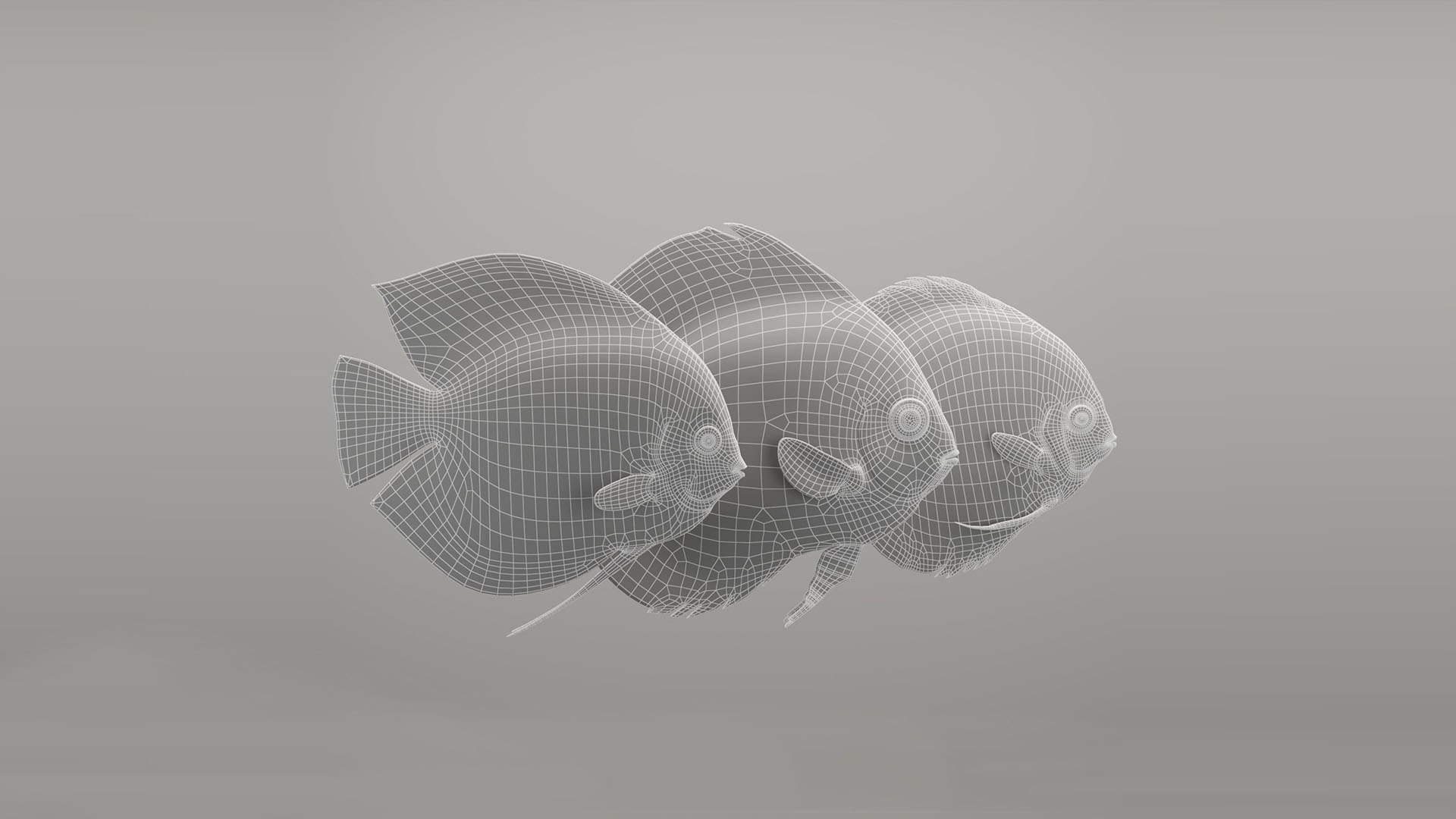Discus Fish Model - TurboSquid 1740649