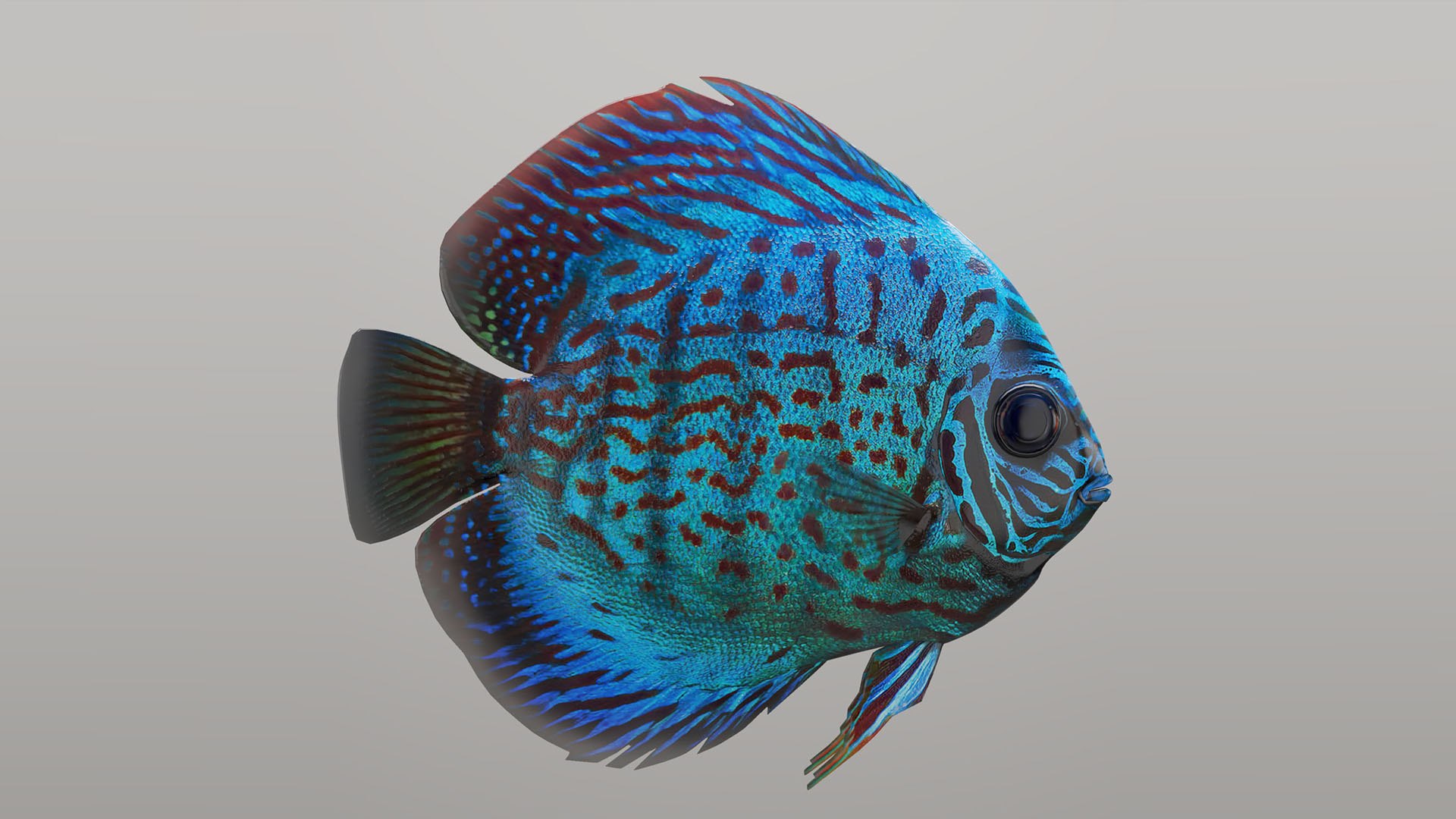 Discus Fish Model - TurboSquid 1740649