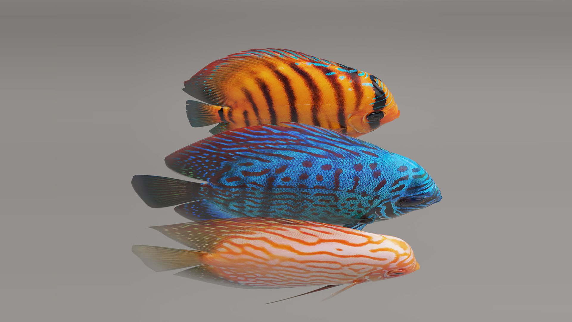 Discus Fish Model - TurboSquid 1740649