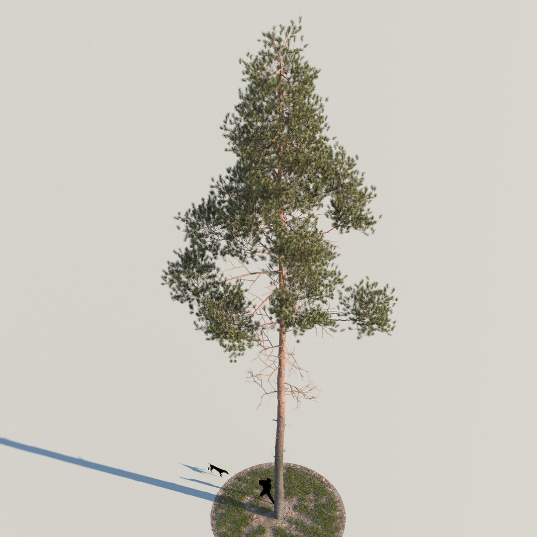 Realistic Pine Tree 3d Model