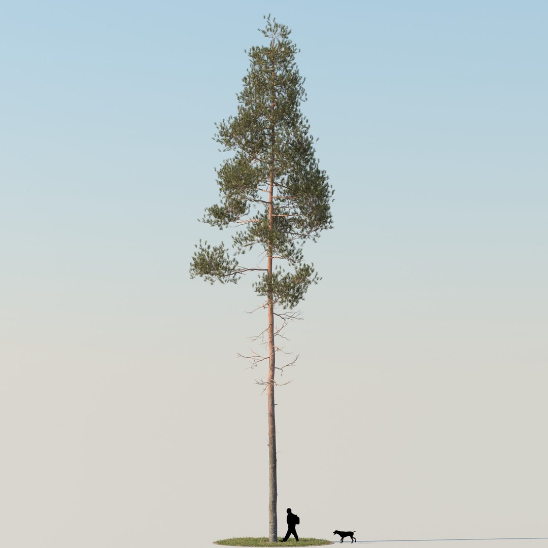 Realistic Pine Tree 3d Model