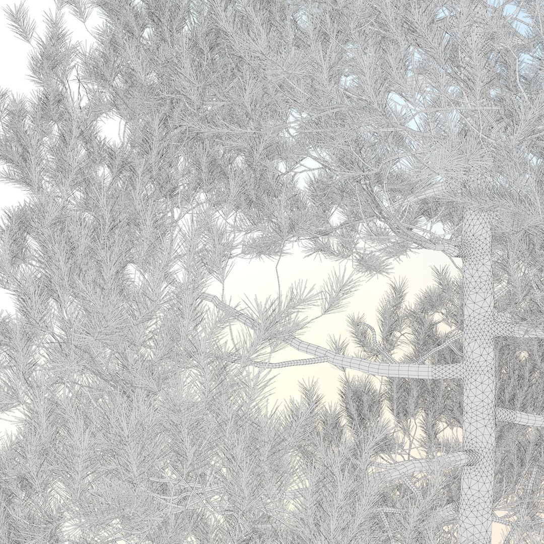 Realistic Pine Tree 3d Model