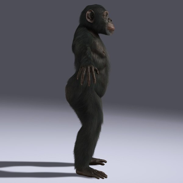 chimp fur 3d ma