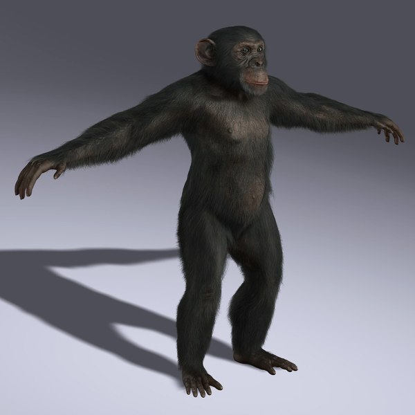 chimp fur 3d ma