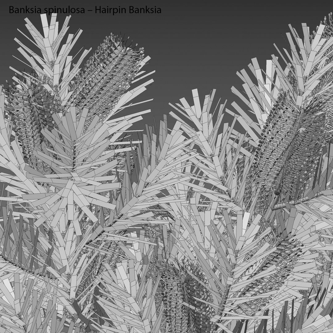 3D Model Banksia Spinulosa - Hairpin Banksia 01 - TurboSquid 2055371