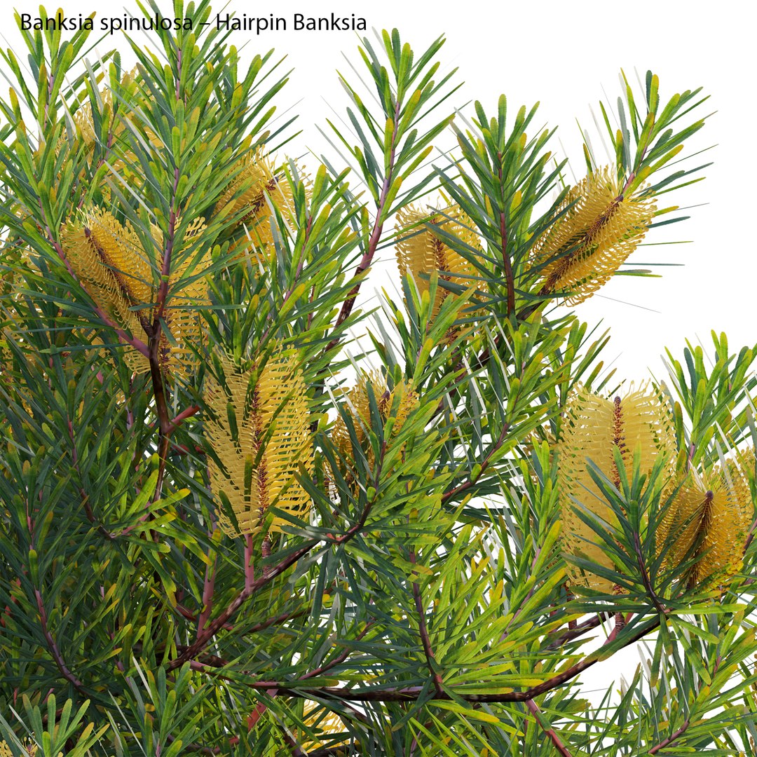3D Model Banksia Spinulosa - Hairpin Banksia 01 - TurboSquid 2055371