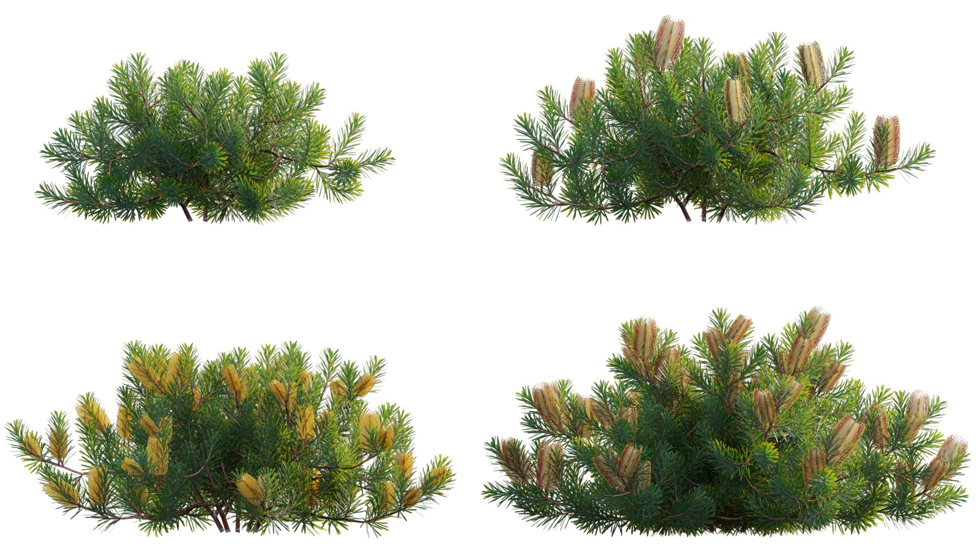 3D Model Banksia Spinulosa - Hairpin Banksia 01 - TurboSquid 2055371