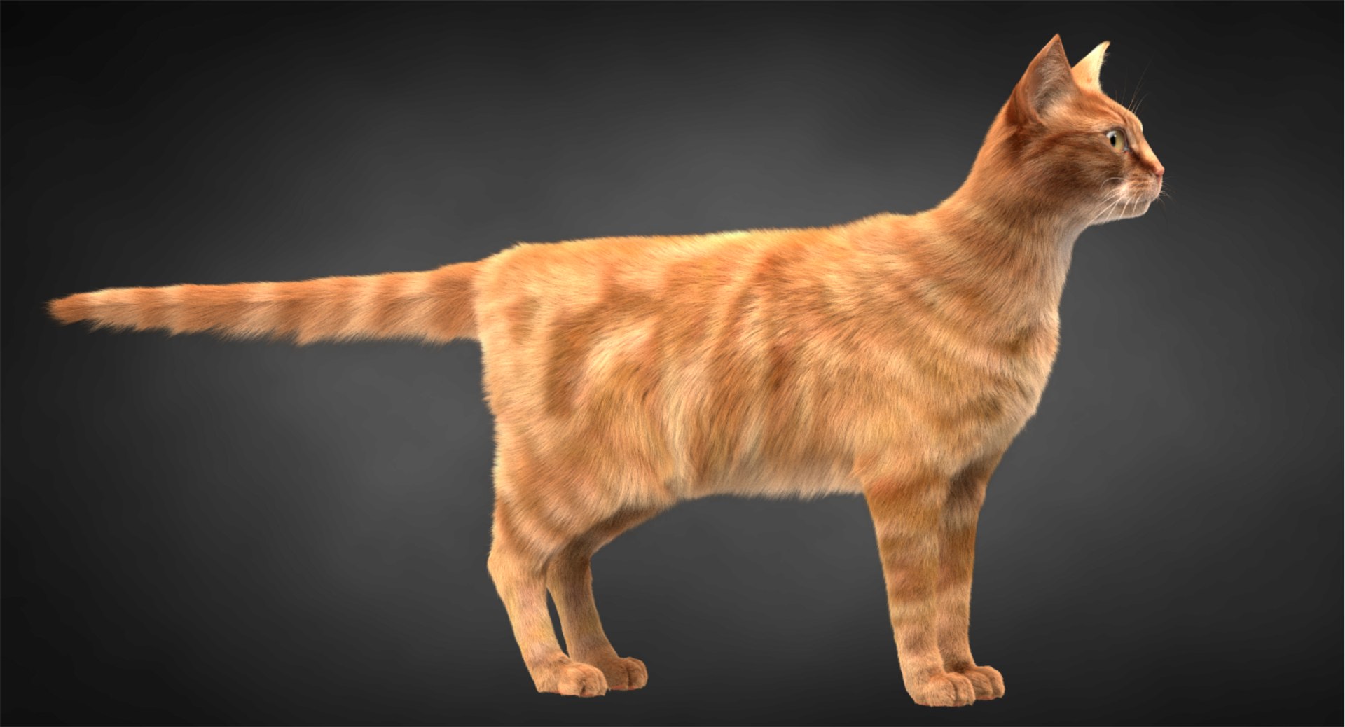 3D Ginger Cat Hair Model - TurboSquid 1315486