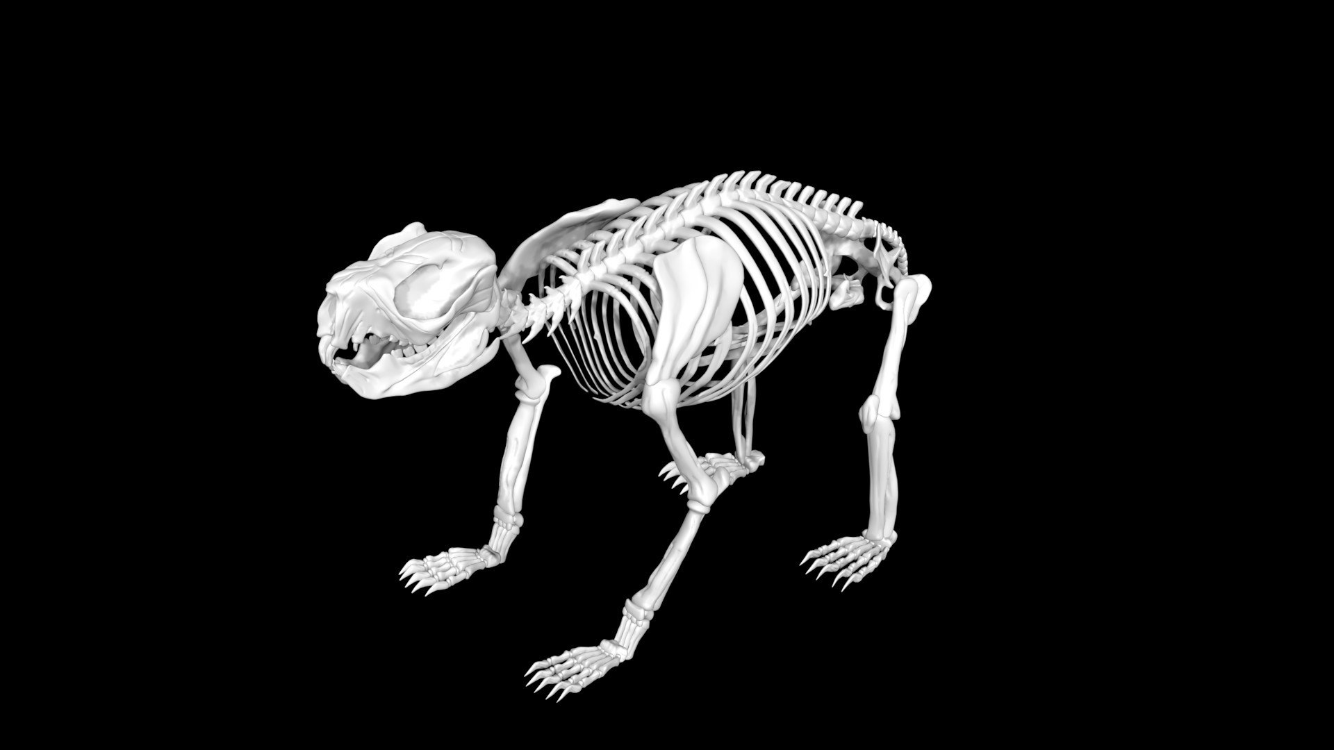 Koala Skeleton Model - TurboSquid 1886923