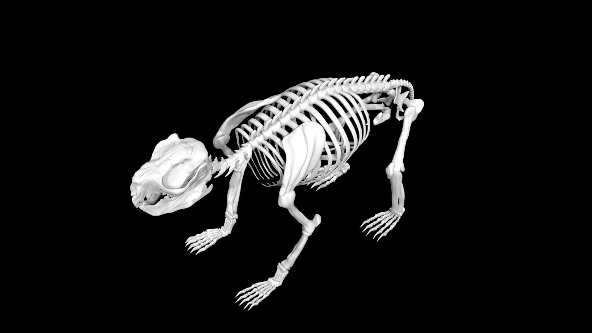 Koala Skeleton Model - TurboSquid 1886923