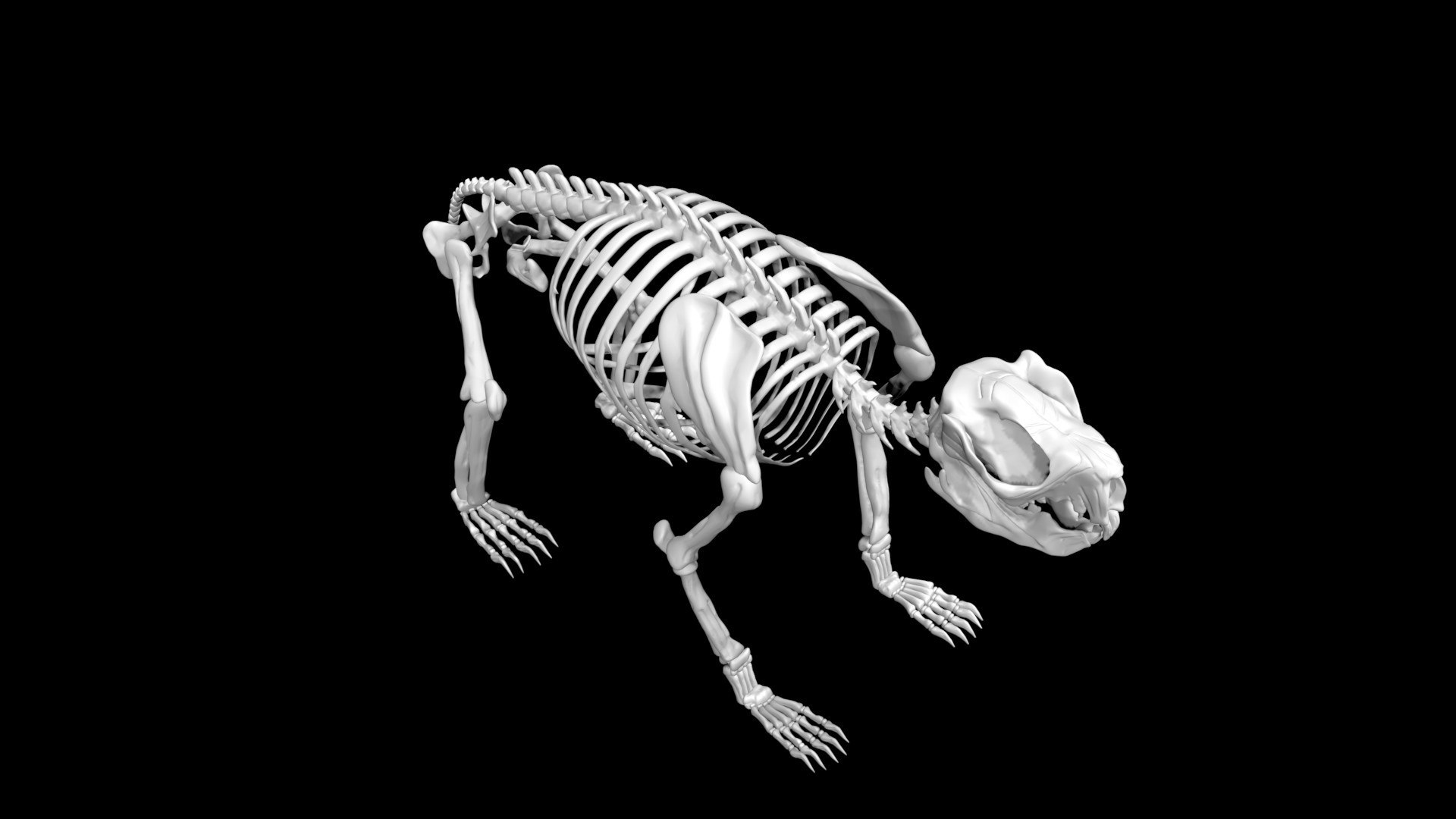 Koala Skeleton Model - TurboSquid 1886923