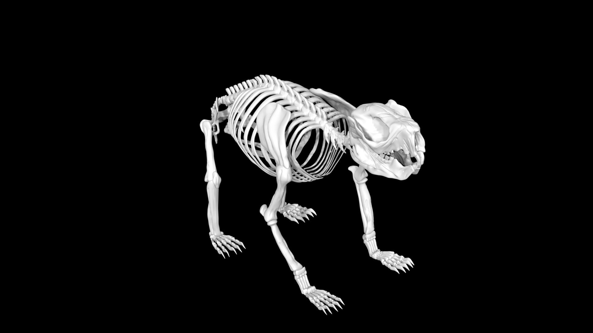 Koala Skeleton Model - TurboSquid 1886923