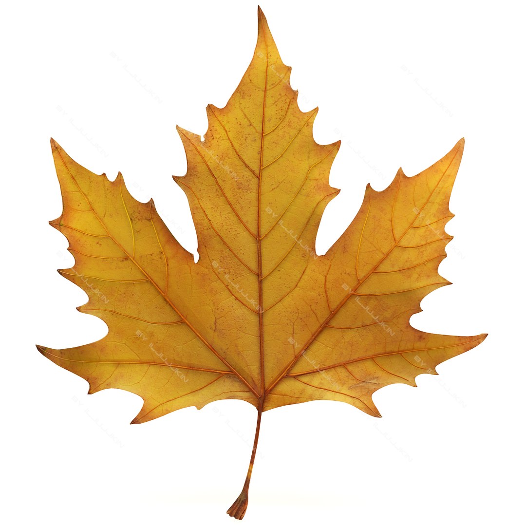 3d Realistic Autumn Maple Leaf