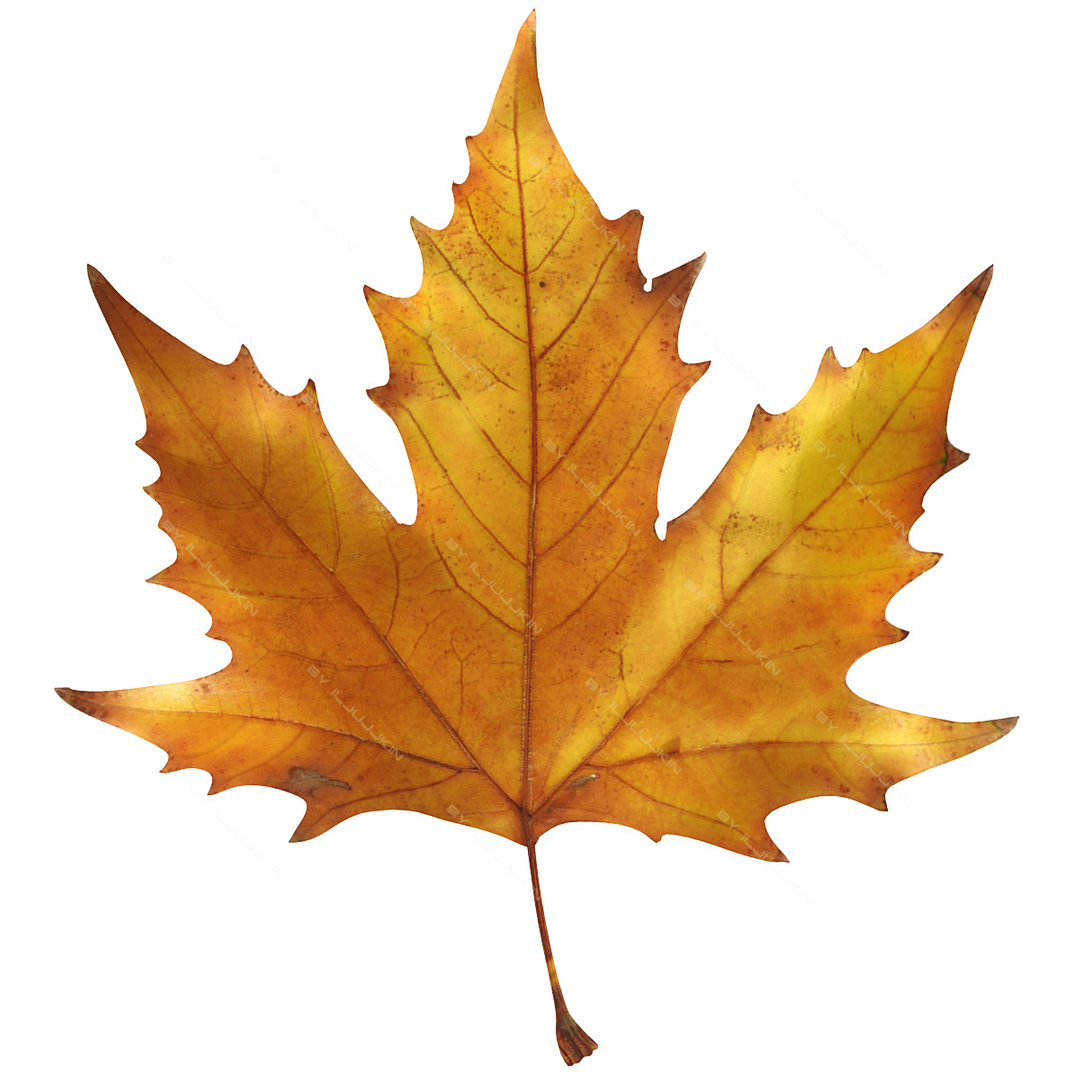 3d Realistic Autumn Maple Leaf