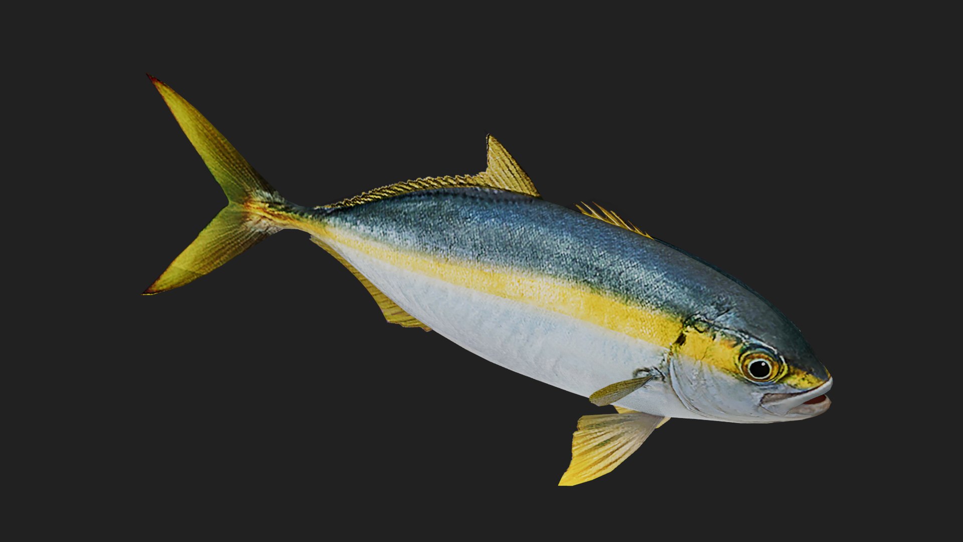 Trevally 3D Model - TurboSquid 2122096