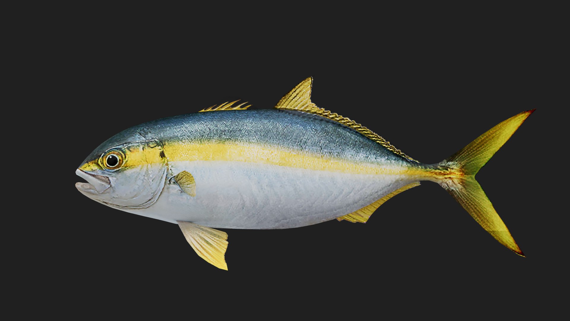 Trevally 3D Model - TurboSquid 2122096