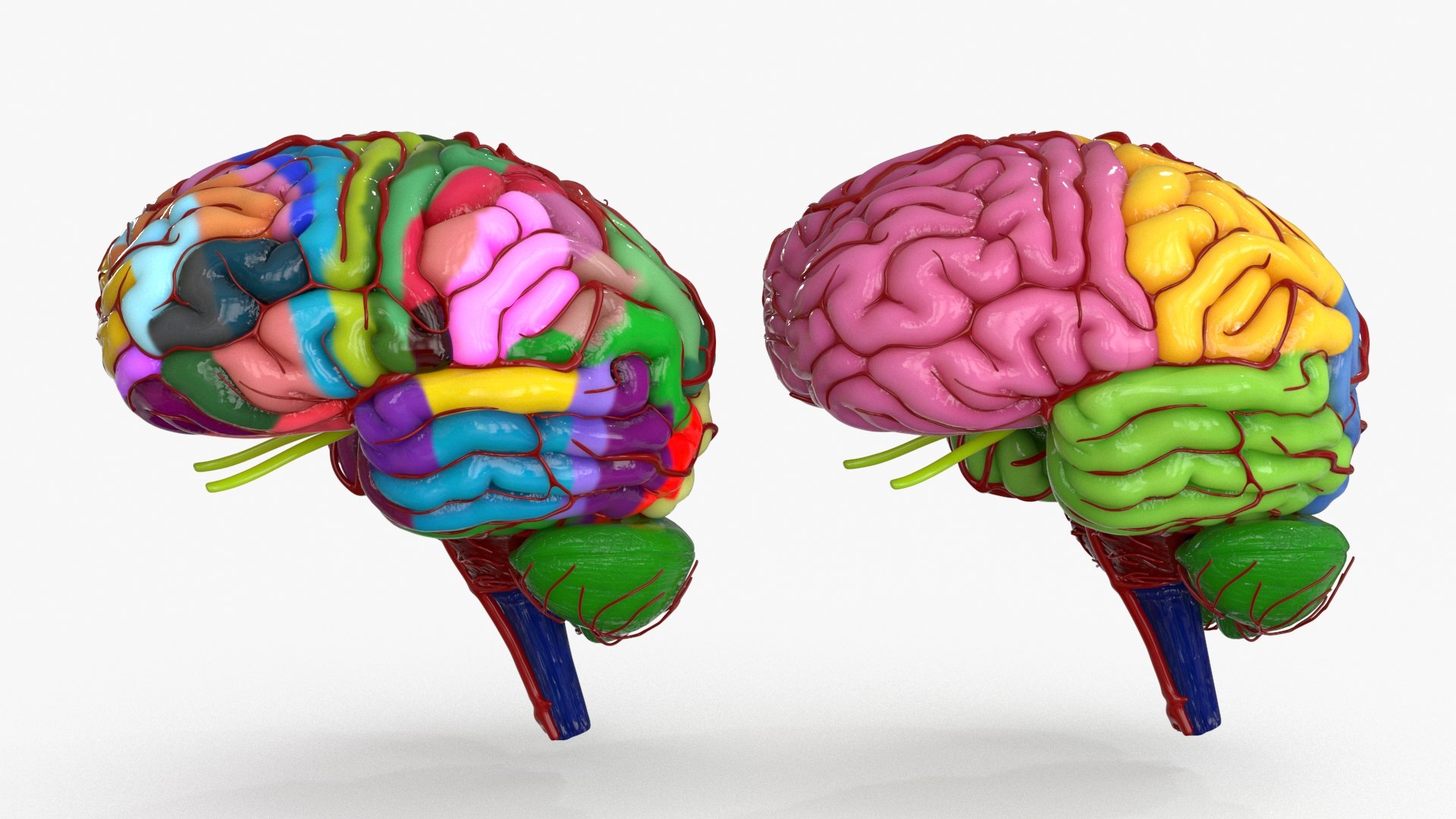 3D Brain Schematic Model - TurboSquid 2150660