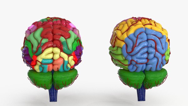 modelo 3d Esquema del cerebro - TurboSquid 2150660