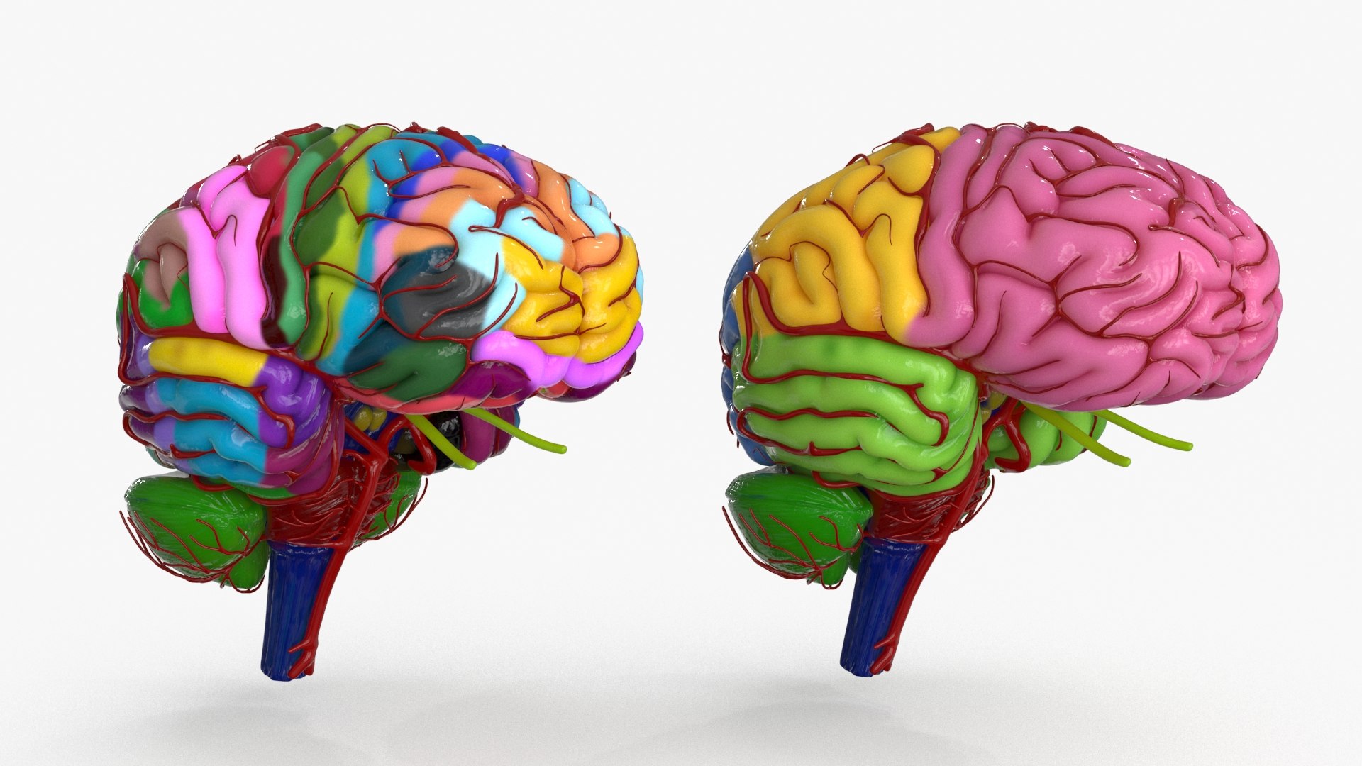 3D Brain Schematic Model - TurboSquid 2150660
